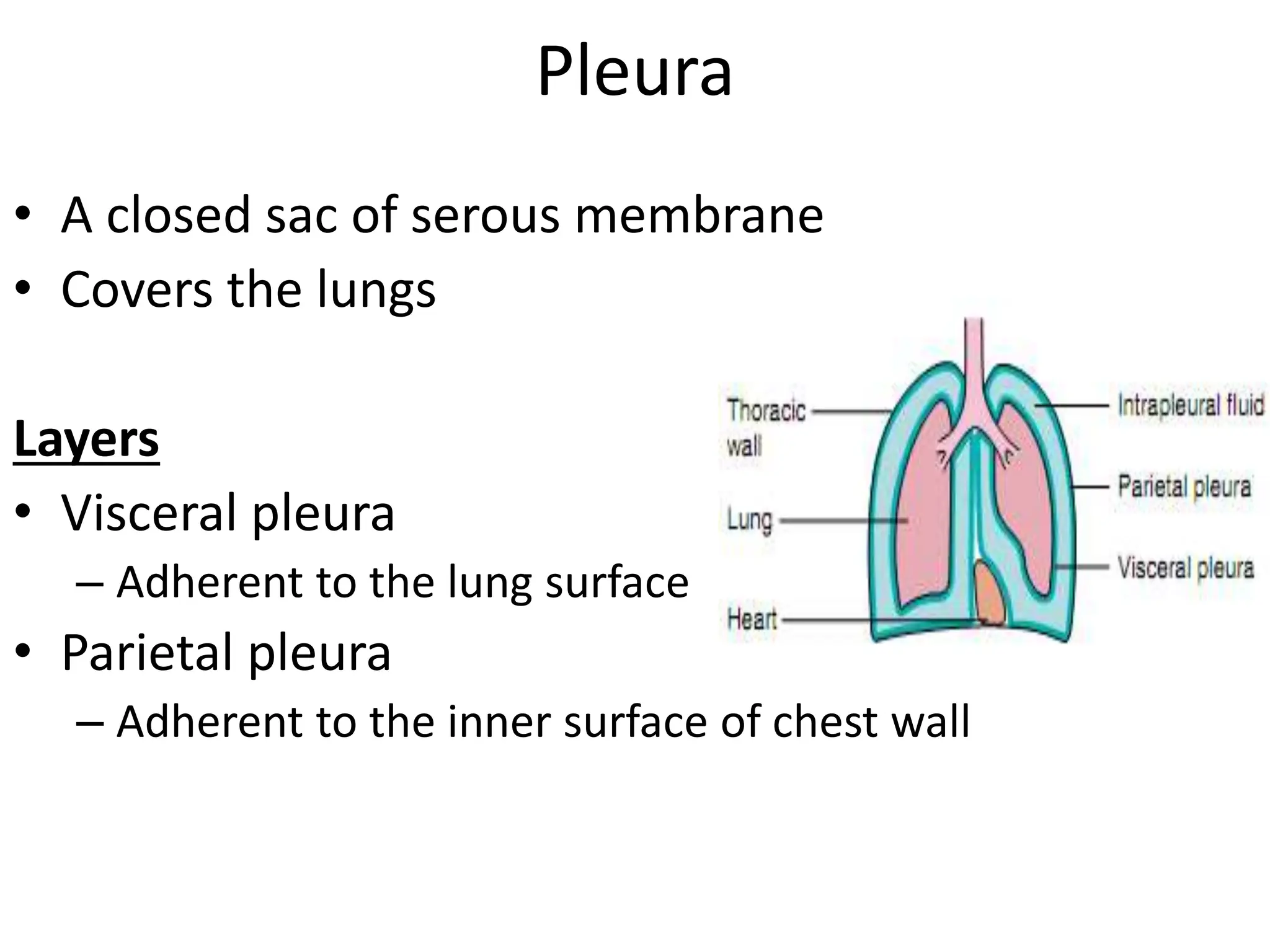 Functional Anatomy of the Respiratory System.pptx
