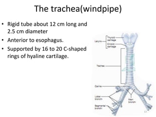 Functional Anatomy of the Respiratory System.pptx