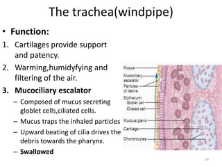 Functional Anatomy of the Respiratory System.pptx