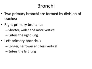 Functional Anatomy of the Respiratory System.pptx