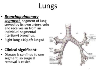 Functional Anatomy of the Respiratory System.pptx