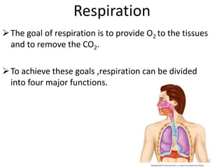 Functional Anatomy of the Respiratory System.pptx