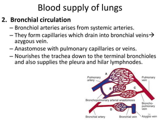 Functional Anatomy of the Respiratory System.pptx