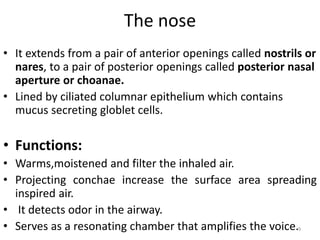 Functional Anatomy of the Respiratory System.pptx