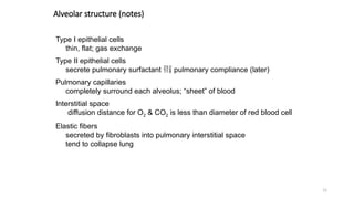 Functional anatomy of the respiratory system.pptx