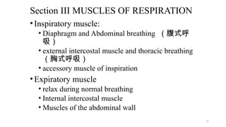 Functional anatomy of the respiratory system.pptx