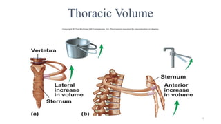 Functional anatomy of the respiratory system.pptx