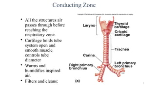 Functional anatomy of the respiratory system.pptx