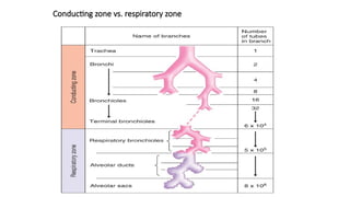 Functional anatomy of the respiratory system.pptx