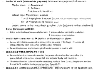 Functional anatomy of the spinal cord.pdf