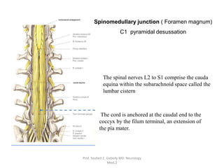 Functional anatomy of the spinal cord.pdf