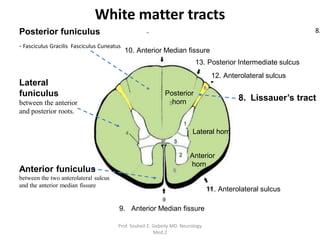 Functional anatomy of the spinal cord.pdf