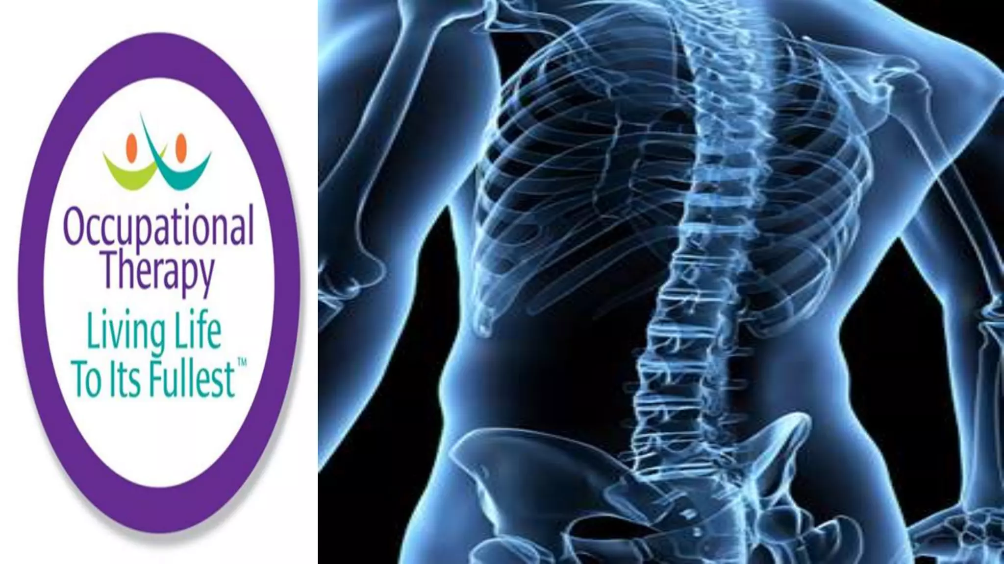 Functional Anatomy of the Axial Skeleton | PPT