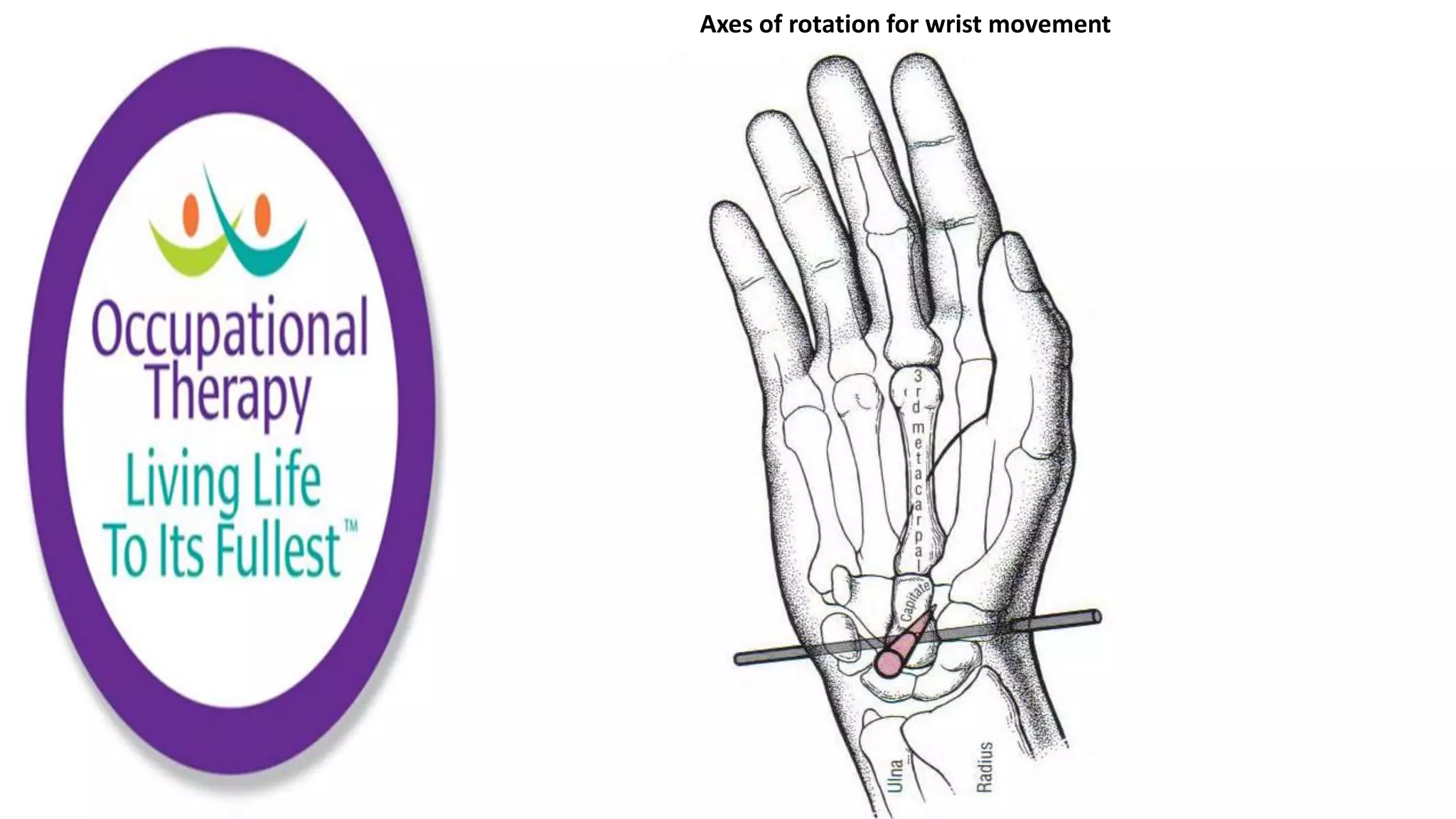 Functional Anatomy of the Wrist and Hand | PPTX