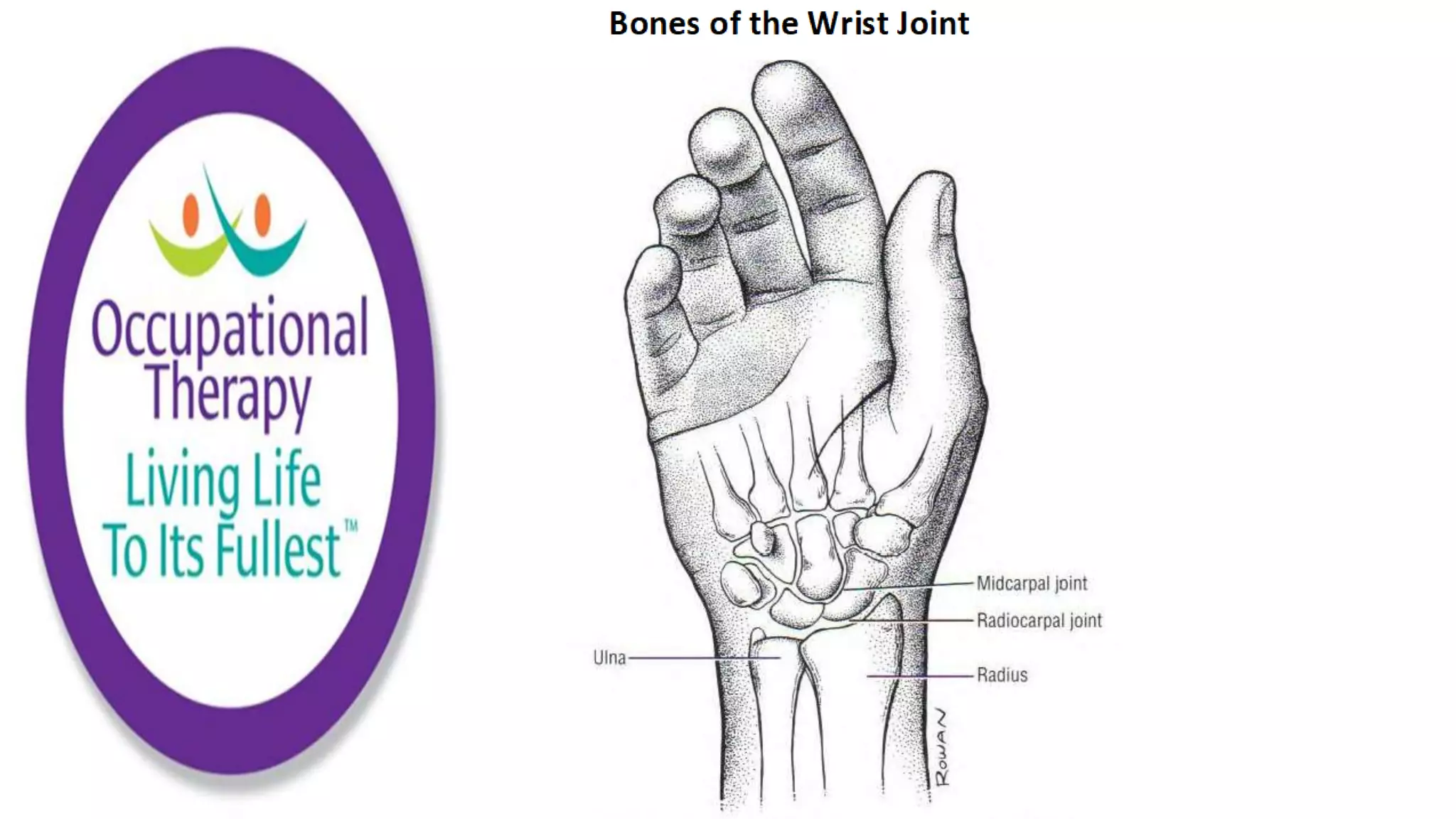 Functional Anatomy of the Wrist and Hand | PPTX