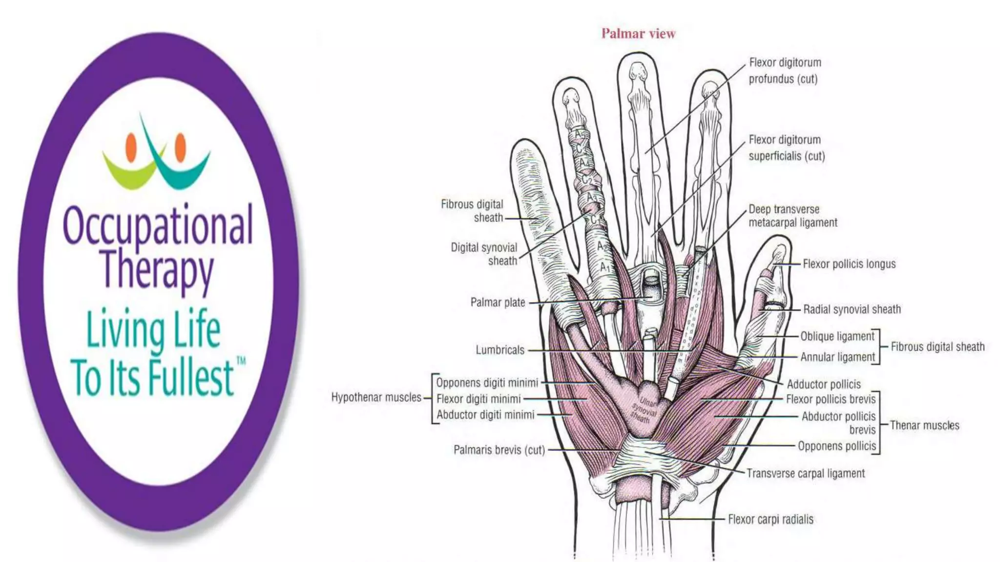 Functional Anatomy of the Wrist and Hand | PPTX