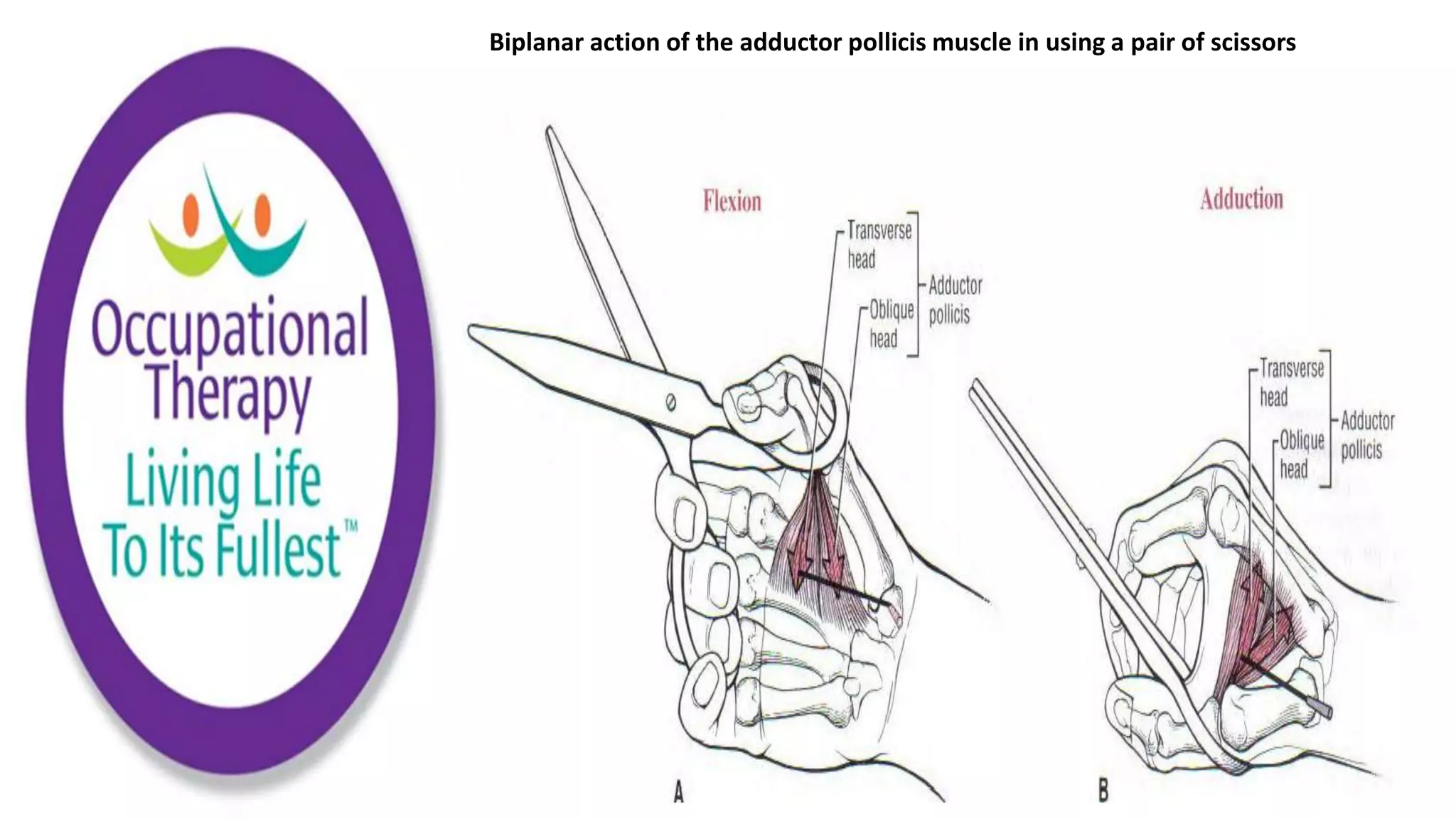 Functional Anatomy of the Wrist and Hand | PPTX