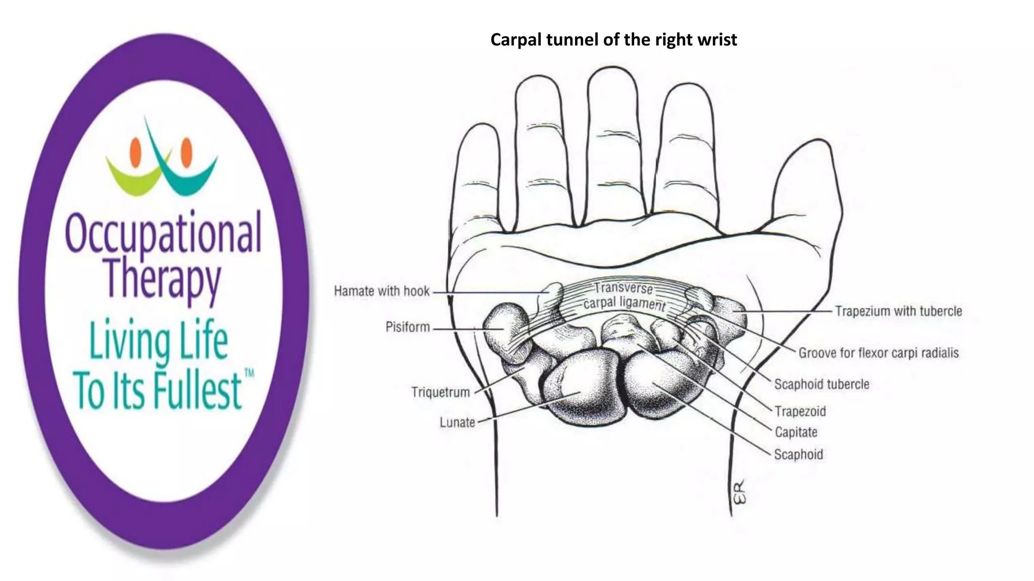 Functional Anatomy of the Wrist and Hand | PPTX