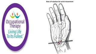 Functional Anatomy of the Wrist and Hand | PPTX