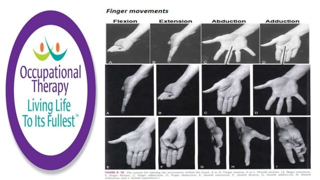 Functional Anatomy of the Wrist and Hand | PPTX