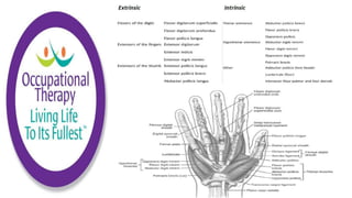 Functional Anatomy of the Wrist and Hand | PPTX