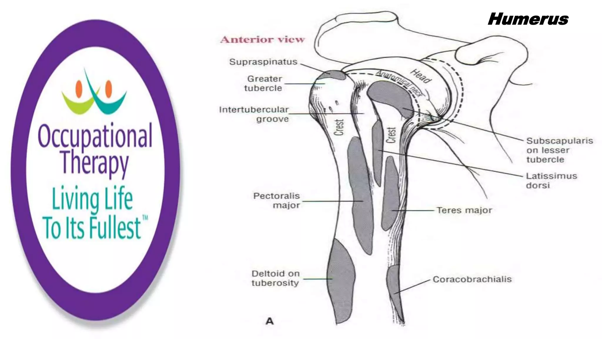 Functional Anatomy of the Shoulder Joints | PPTX