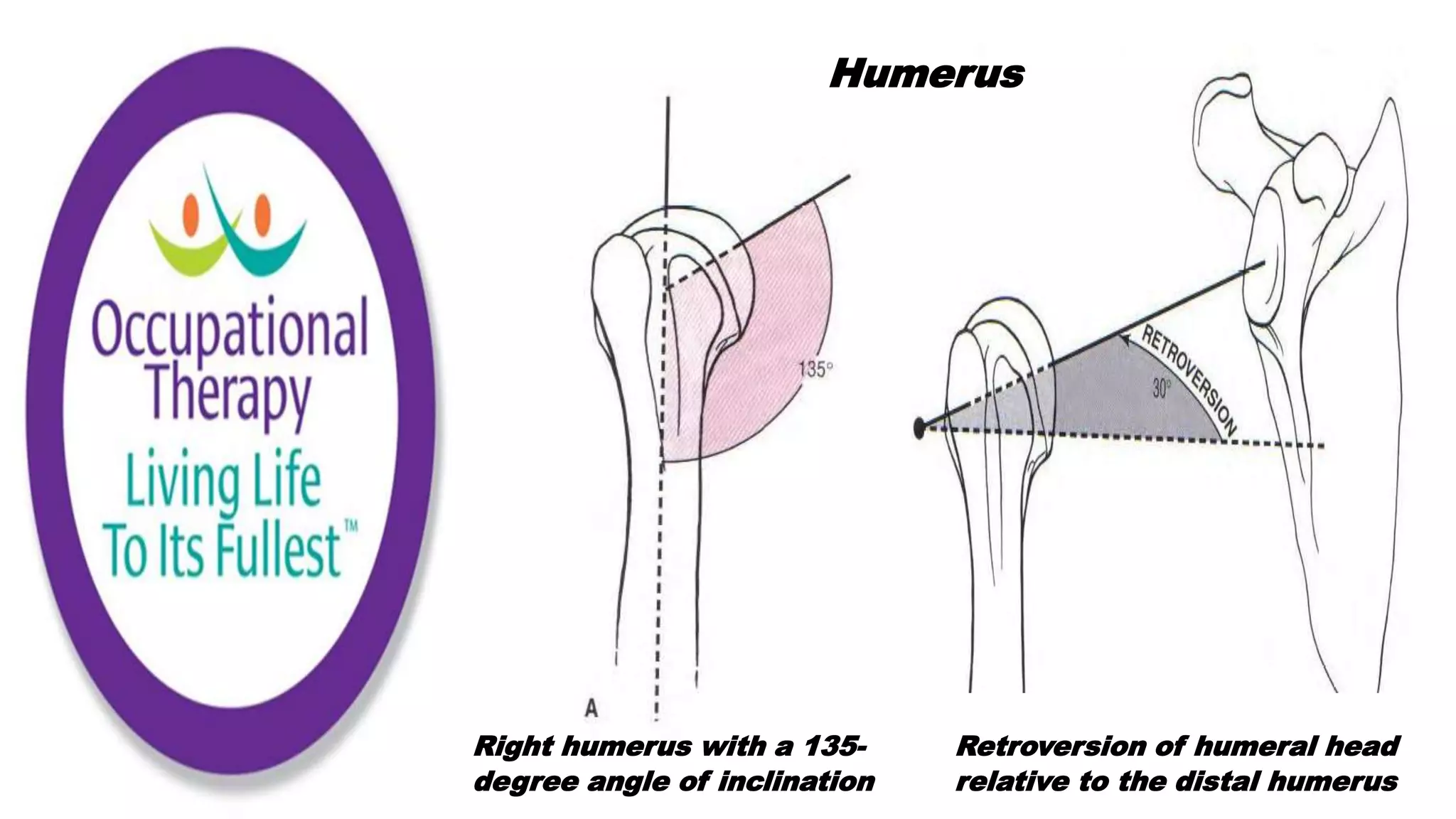 Functional Anatomy of the Shoulder Joints | PPTX