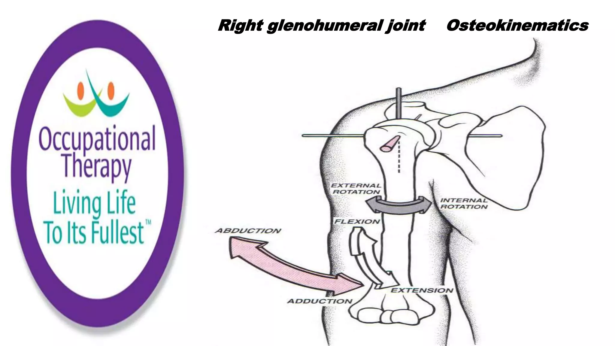 Functional Anatomy of the Shoulder Joints | PPTX