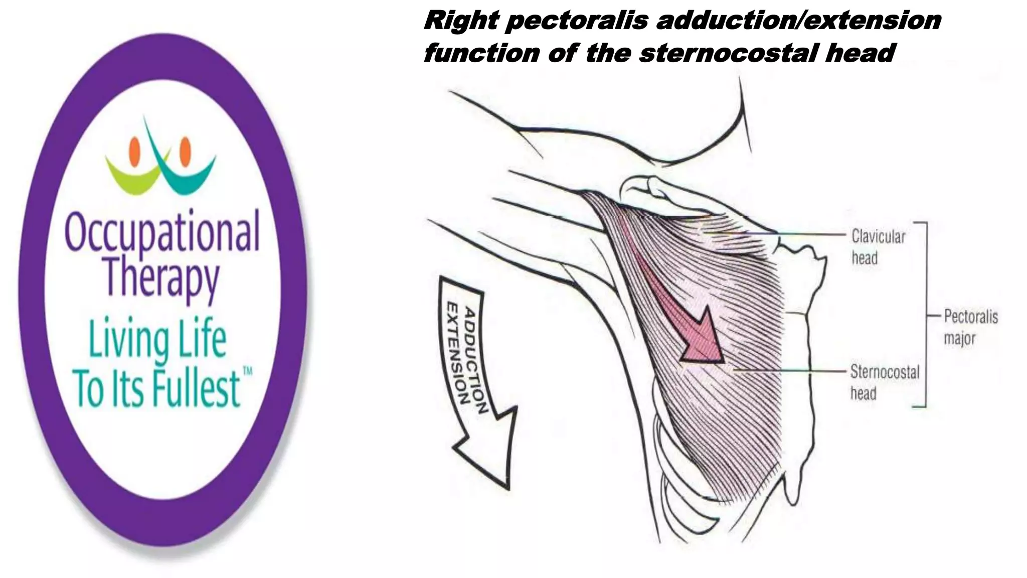 Functional Anatomy of the Shoulder Joints | PPTX