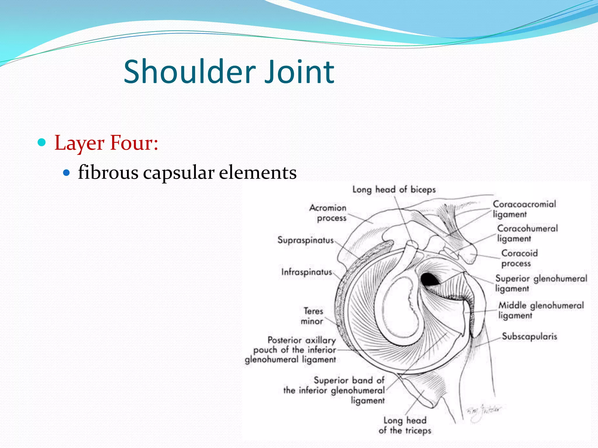 Functional and surgical anatomy of shoulder region | PDF