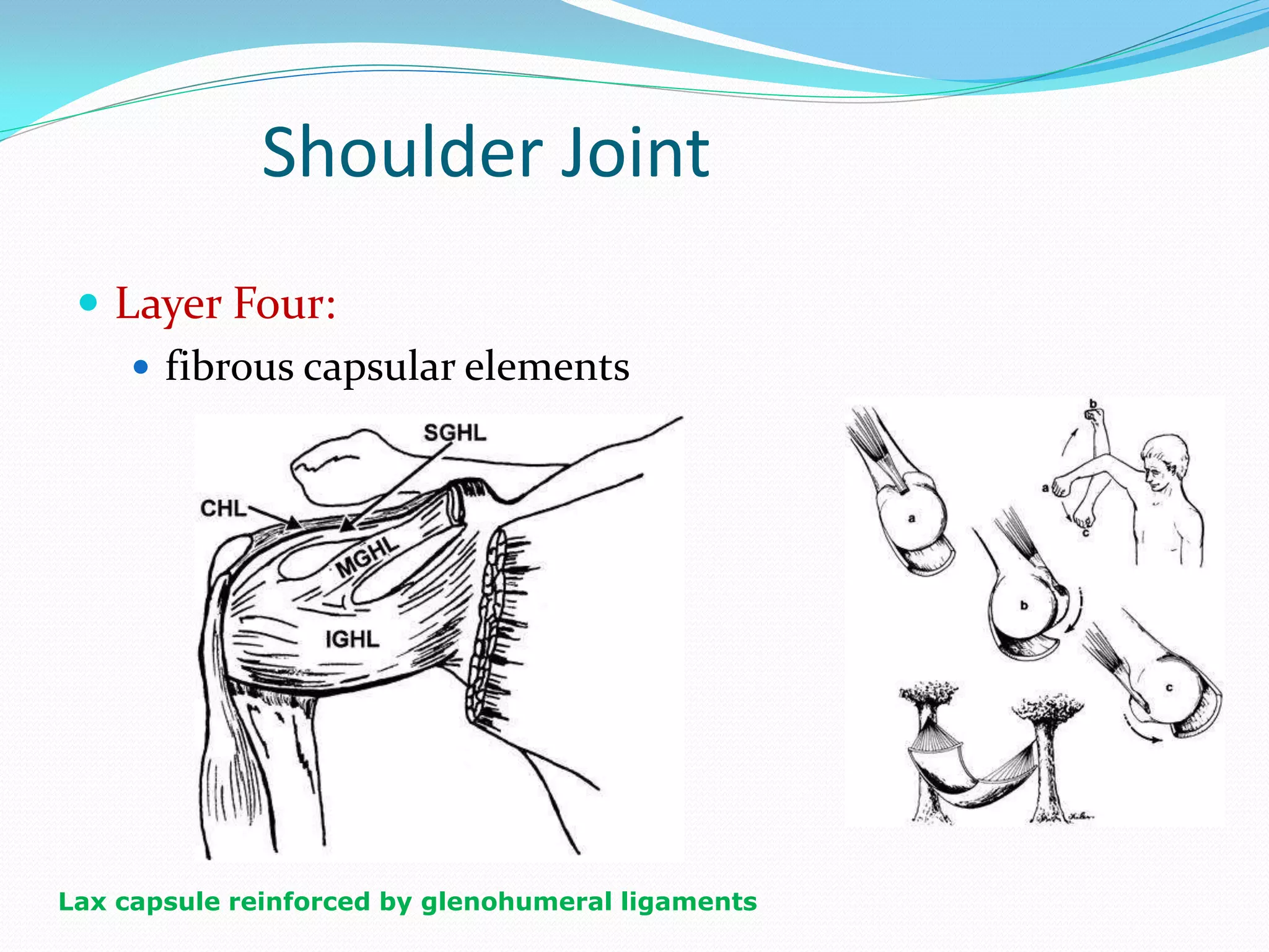 Functional and surgical anatomy of shoulder region | PDF