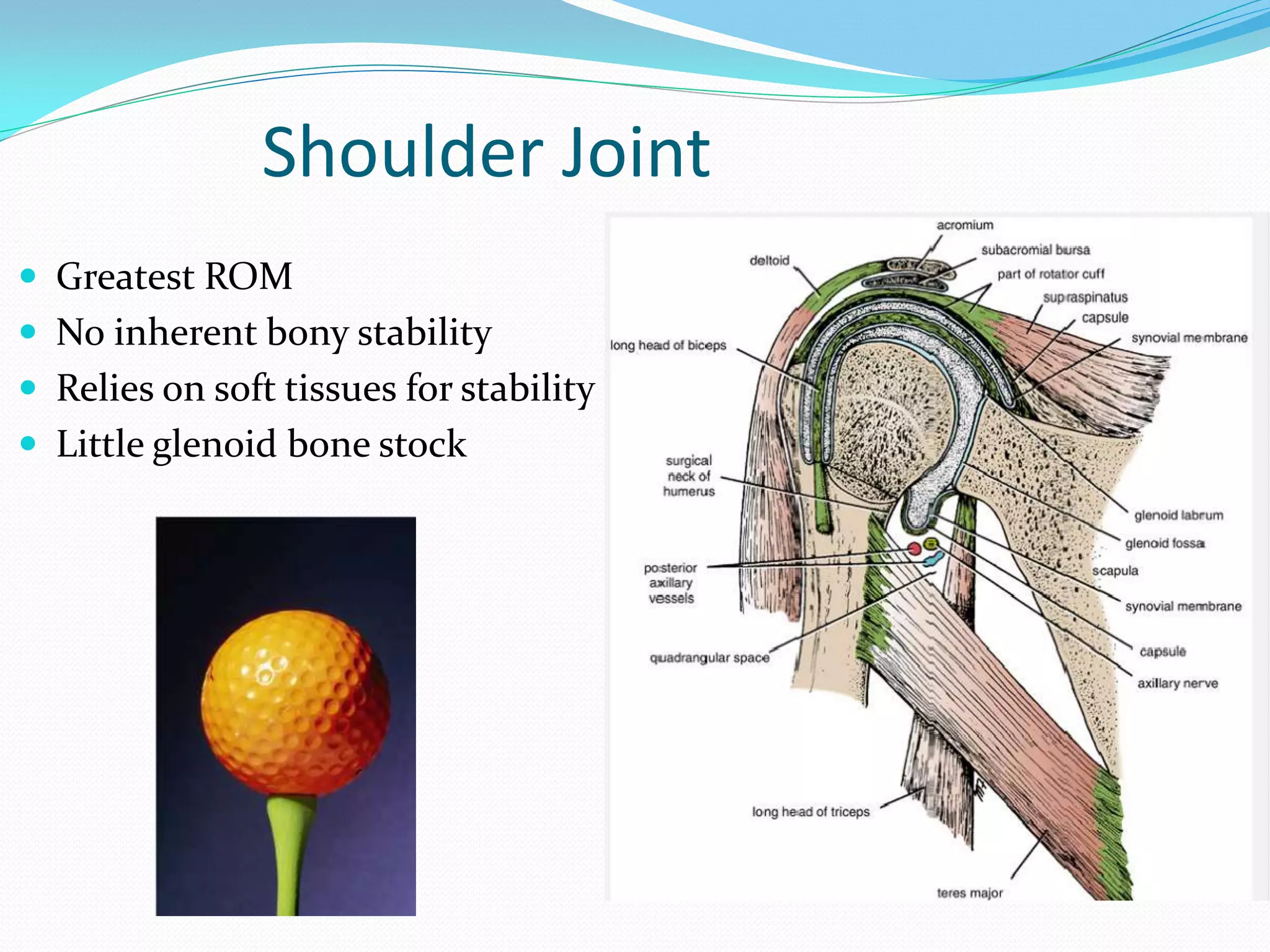 Functional and surgical anatomy of shoulder region | PDF