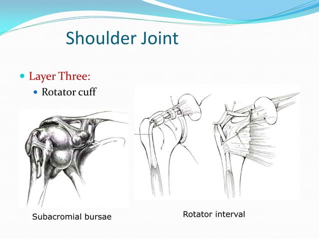 Functional and surgical anatomy of shoulder region | PDF