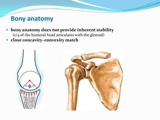 Functional and surgical anatomy of shoulder region | PDF
