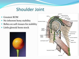 Functional and surgical anatomy of shoulder region | PDF