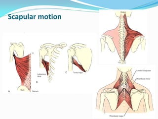 Functional and surgical anatomy of shoulder region | PDF