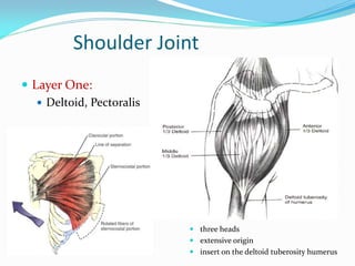 Functional and surgical anatomy of shoulder region | PDF