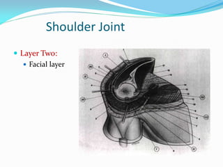 Functional and surgical anatomy of shoulder region | PDF