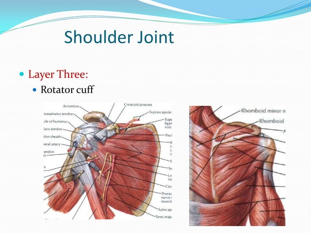 Functional and surgical anatomy of shoulder region | PDF