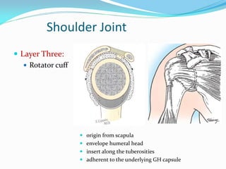 Functional and surgical anatomy of shoulder region | PDF