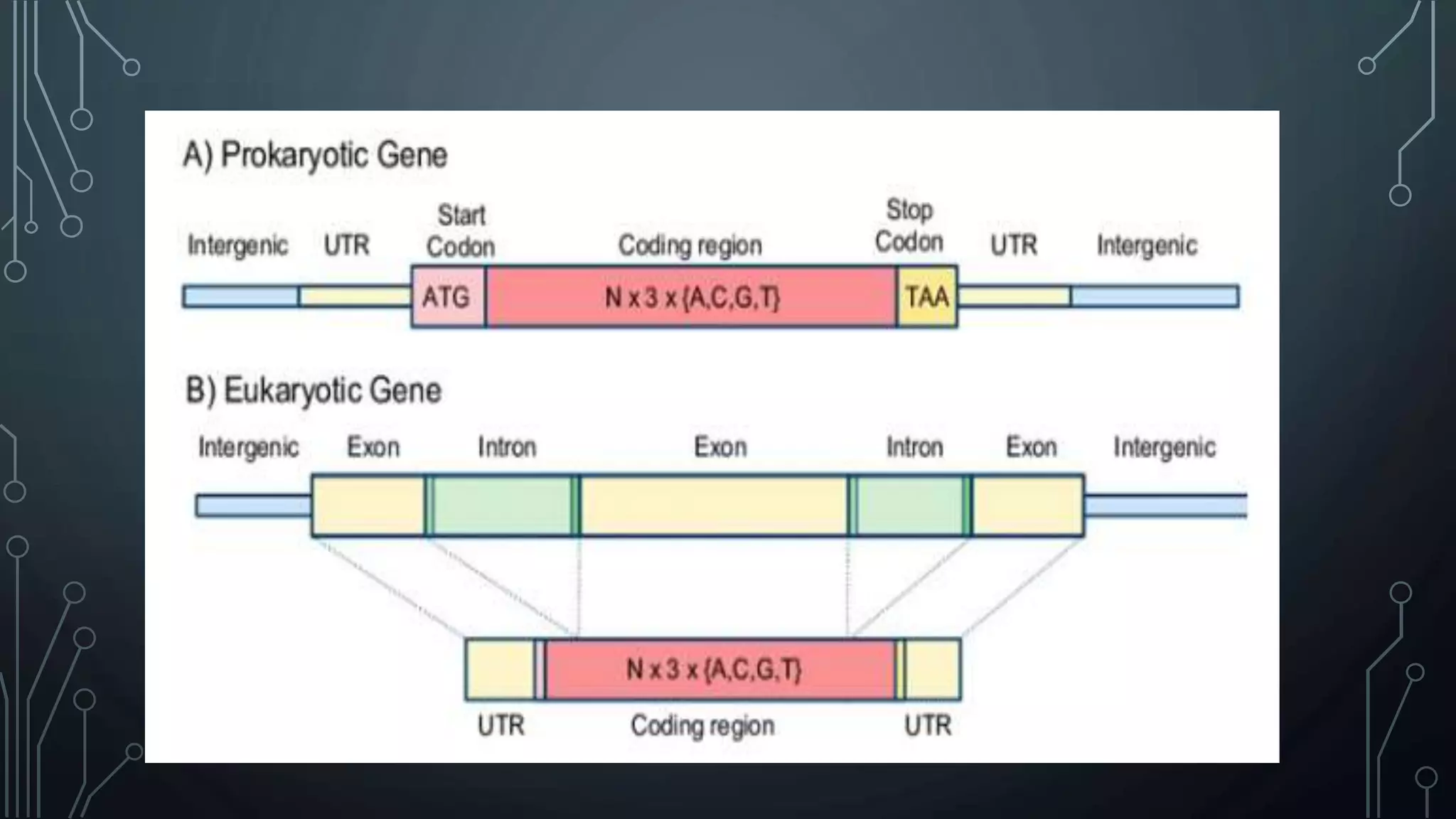 Functional annotation- prediction of genes.pptx