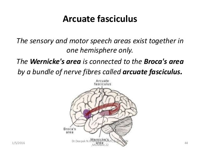 Functional areas of brain.2015.dk