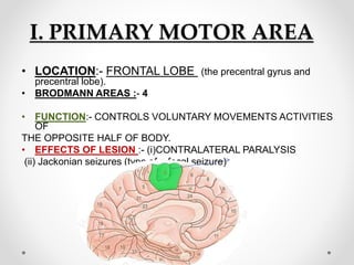 Functional areas of the brain | PPTX