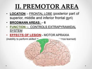 Functional areas of the brain | PPTX