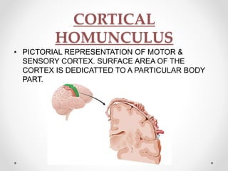 Functional areas of the brain | PPTX