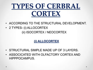 Functional areas of the brain | PPTX | Brain and Nervous System ...