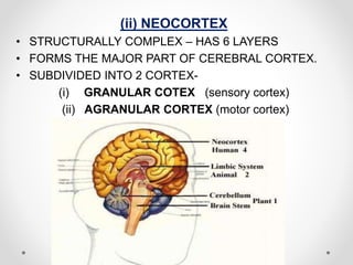 Functional areas of the brain | PPTX