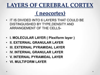 Functional areas of the brain | PPTX