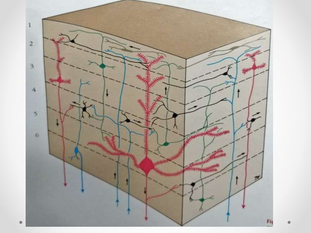 Functional areas of the brain | PPTX | Brain and Nervous System ...