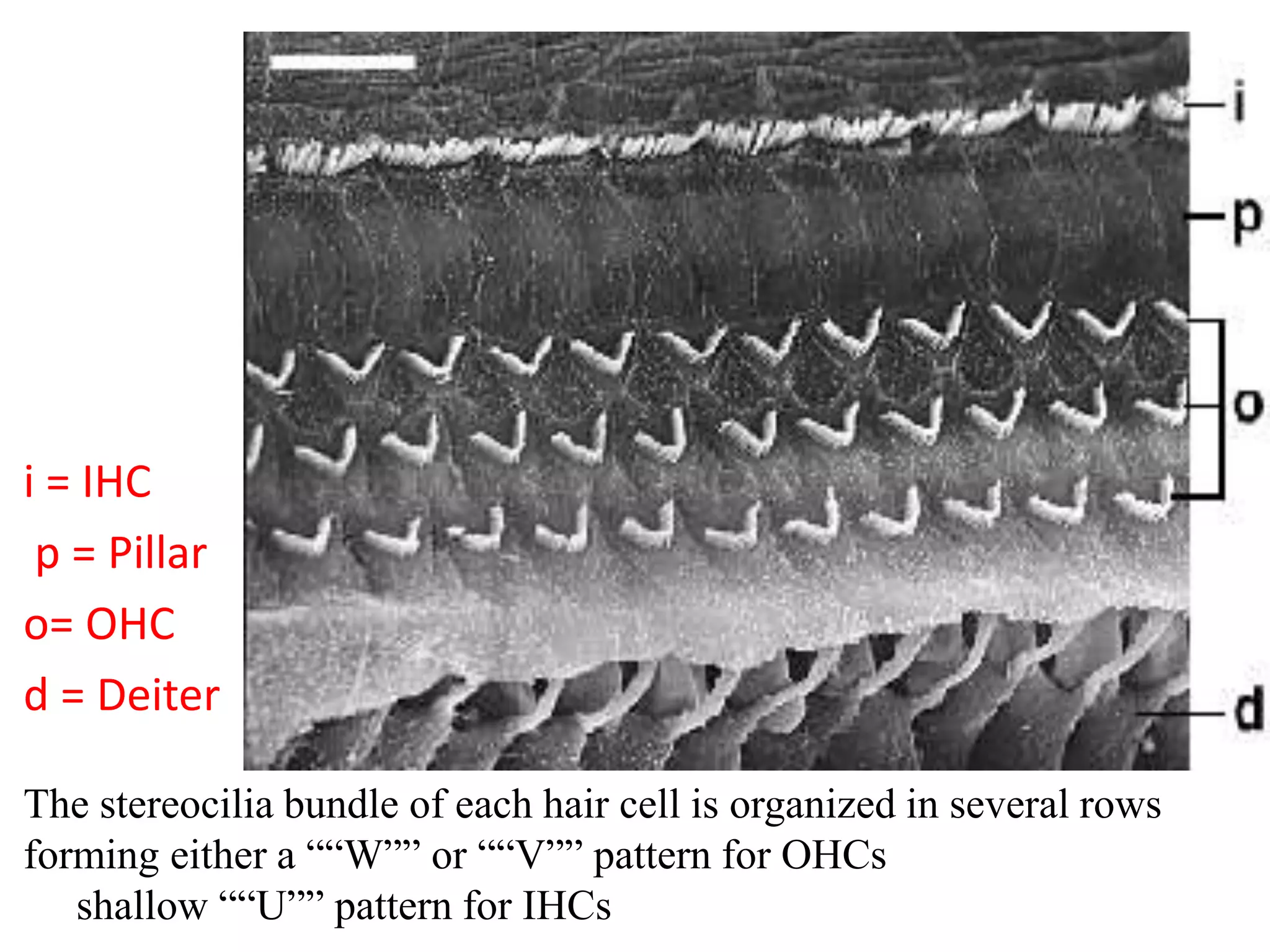 Functional aspects of cochlea | PPT